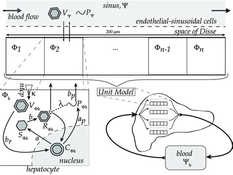 Diagram Of The Multiscale Modeling Framework Assembly Of The