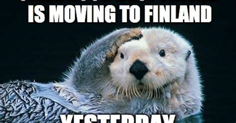Out Of The Loop Otter Imgur