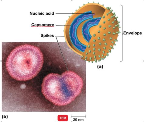 Microbiology Ch 5 Viruses Flashcards Quizlet