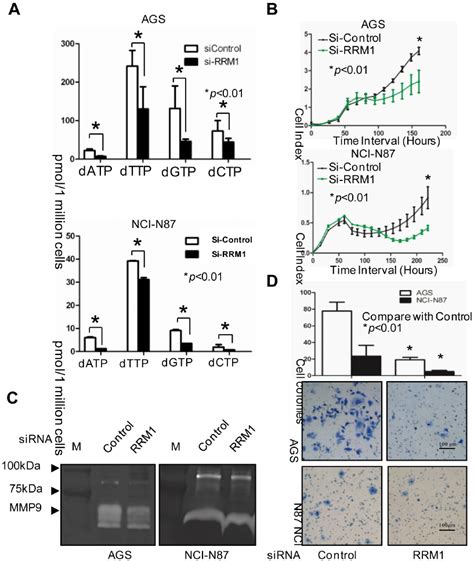 Inhibition Of Rrm1 Significantly Reduced Proliferative And Invasive