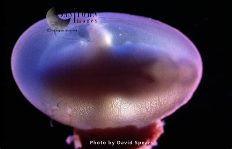 Rat Embryo Sasy Images