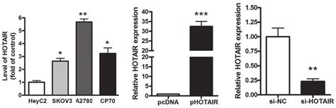 Expression Levels Of Hotair In Ovarian Cancer Cells In Vitro A