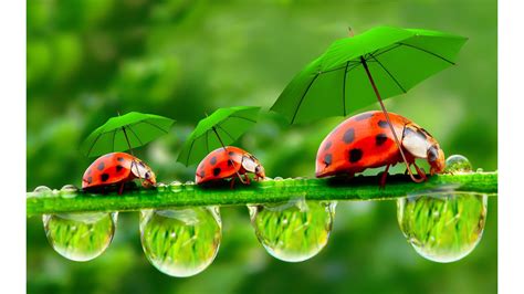 🔥 [75 ] Ladybug Backgrounds Wallpapersafari