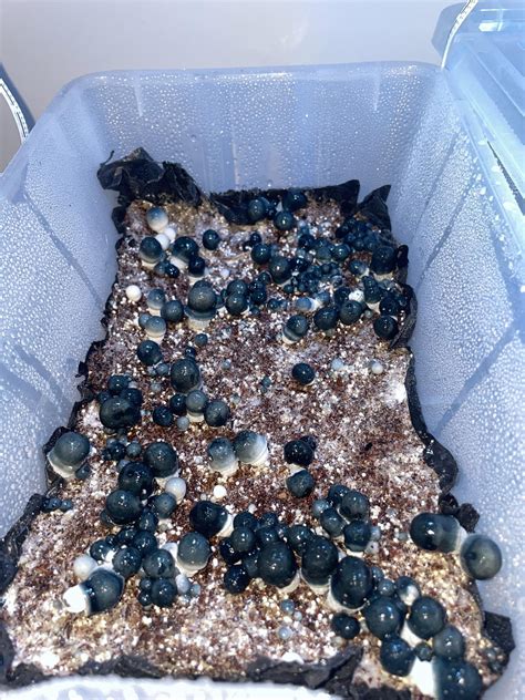 I Know Apes Are Meant To Show Some Blue But Are They Meant To Go This