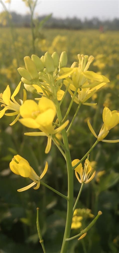 Mustard Yellow Free Photo On Pixabay Pixabay