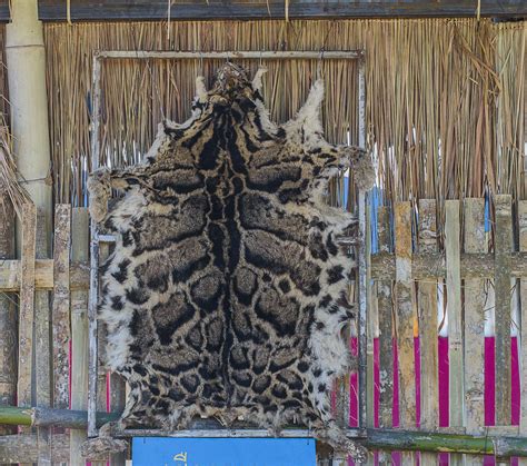 Clouded Leopard — Global Conservation