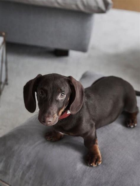 60 Leuke Hondennamen Voor Een Teef In 2023 Westwing