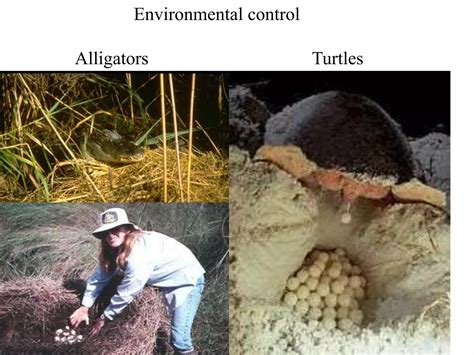 Sex Determinationppt