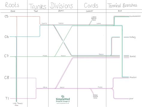 10 The Brachial Plexus Simplemed Learning Medicine Simplified