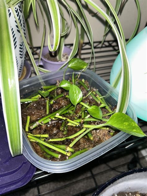 Before And After R Propagation