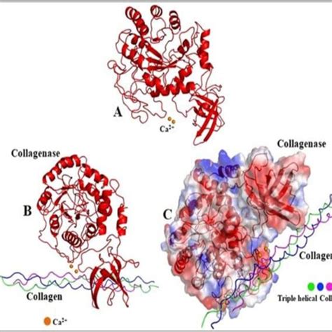structure of collagenase sayak and joydeep 2019 download scientific