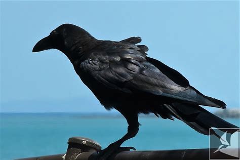 リュウキュウハシブトガラス 沖縄で野鳥観察
