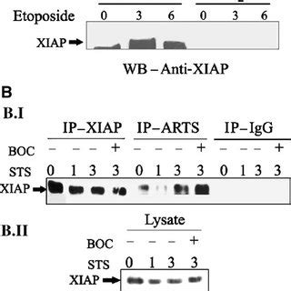 Upon Apoptotic Induction ARTS Binds Higher Levels Of XIAP In A