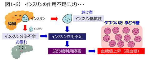 血糖とインスリン｜くにちか内科クリニック