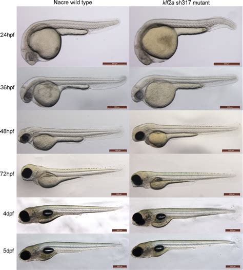 comparison of the morphology of wildtype and klf2ash317 mutant
