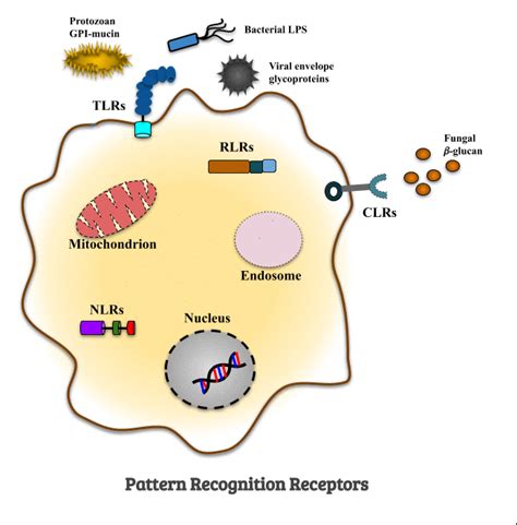 Prrpred Prediction Of Pattern Recognition Receptors