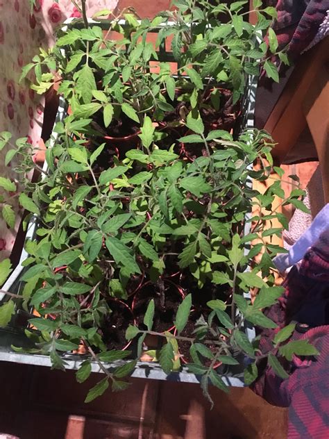 What Is Too Cold For Tomato Plants Tomato Survival Guide Cultivating
