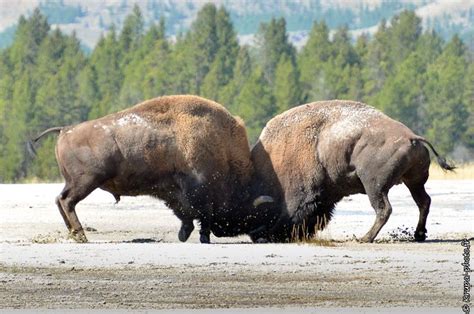 153 Best Bison Bulls Anatomy Images On Pinterest American Bison