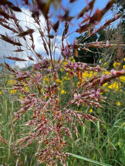 Switch Grass Ohio At Ella Kendall Blog