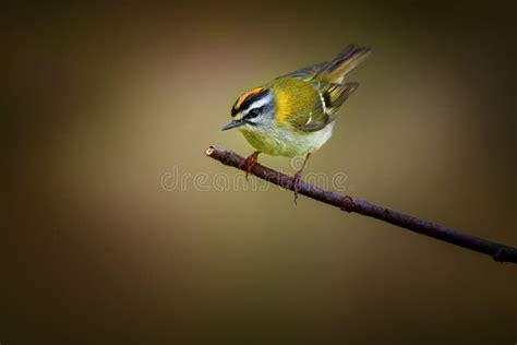 The Common Firecrest Also Known As The Firecrest Stock Image Image Of
