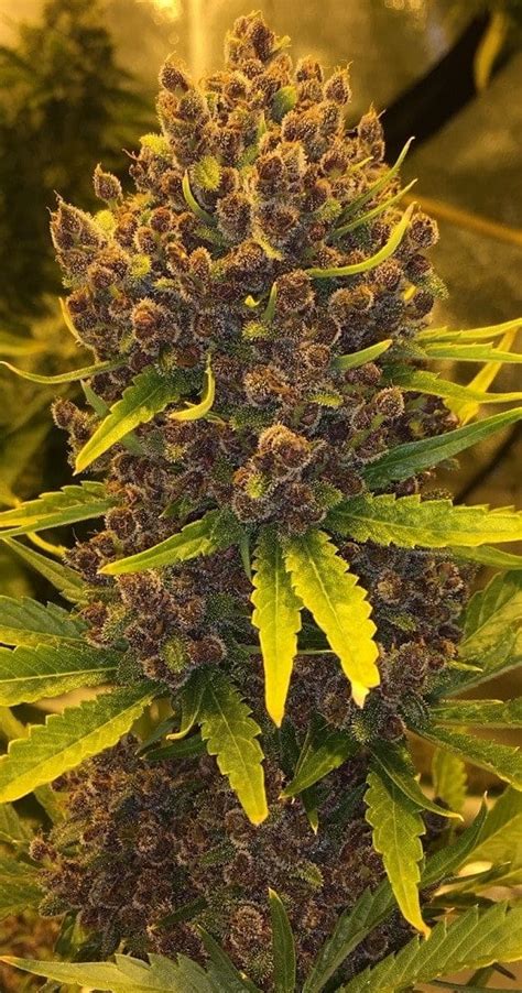 Malawi X Pck Feminized Ace Seeds Annibale Seedshop