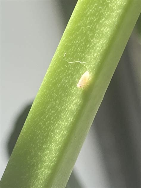 What Is This White Bug On My Monstera Rhouseplants