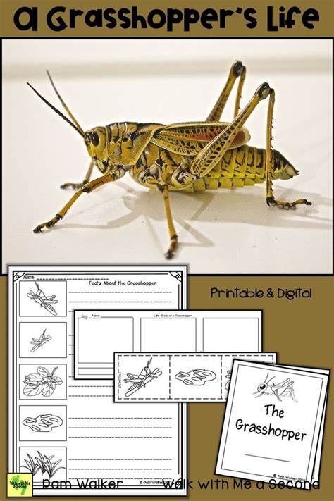 Explore The Life Cycle Of The Grasshopper With Kindergarten And 1st Or