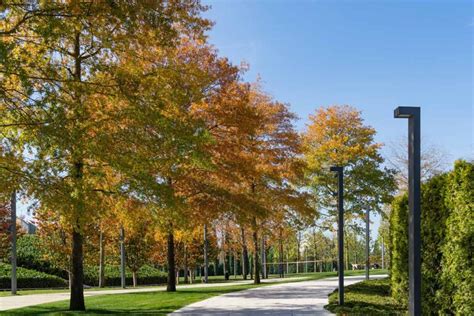 How To Grow And Care For Willow Oak Trees Gardeners Path