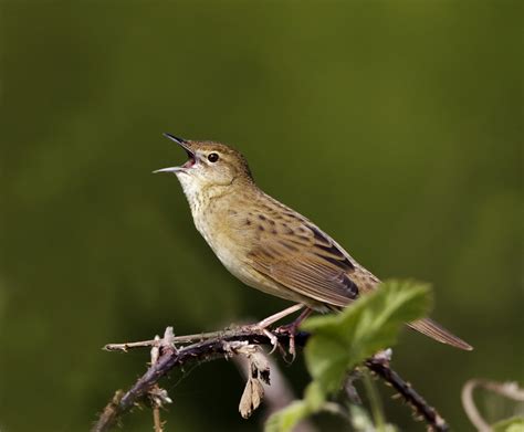 Pewit Grasshopper Warbler