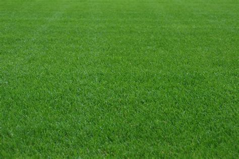 Grass Big Soccer Gods