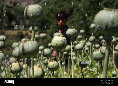 An Afghan Farmer Harvested Opium Sap From A Poppy Field In Dara L Nur