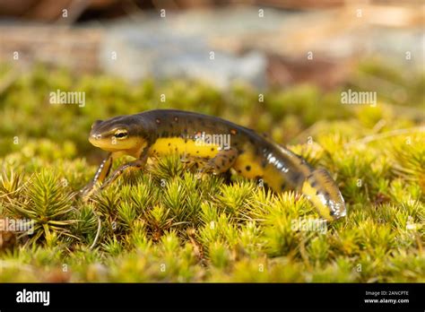Adult Eastern Newt On A Bed Of Green Moss Notophthalmus Viridescens