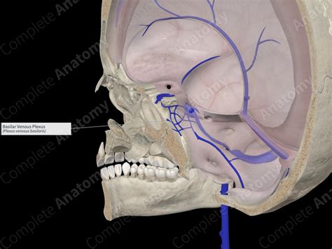 Basilar Venous Plexus Complete Anatomy