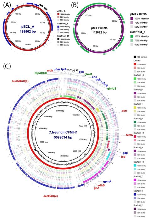 Comparison Of The 13 Scaffold Sequences Sc1 To Sc13 Of C Freundii Download Scientific
