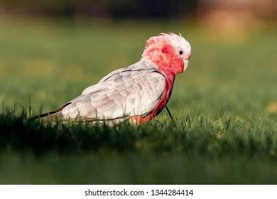 Galah Eolophus Roseicapilla Known Rosebreasted Cockatoo Stock Photo