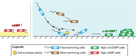 The Surface Interface And Swimming Motility Influence Surface Sensing