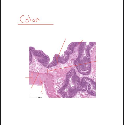 Colon Histology Diagram Quizlet