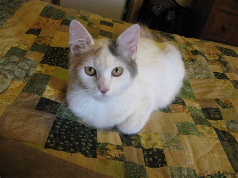 My Kitty Muffin By Wulfphalen On Deviantart