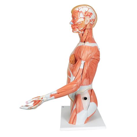 Life Size Dual Sex Torso With Muscle Arm 33 Part 1000205 B42 Male