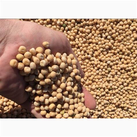 Горох фуражный — Agro Kazakhstan