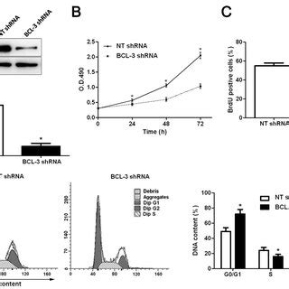 Suppression Of BCL Expression Inhibits The Cell Viability Download Scientific Diagram