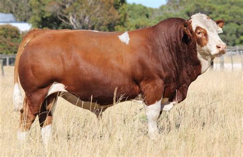 Lot 1 Woonallee Ready To Rumble Pp Auctionsplus