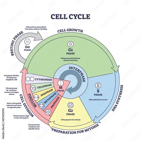 Cell Cycle Growth Mitosis Synthesis And Division Stages Outline