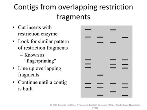 Map Based Cloning Of Genome Pptx