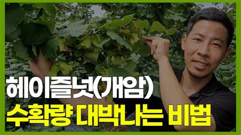 헤이즐넛 특징 및 수확량 대박 나는 비법 세계 3대 슈퍼푸드 Youtube