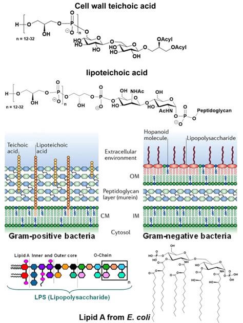 Gram Positive And Gram Negative Cell Envelope And Structure Of The Main