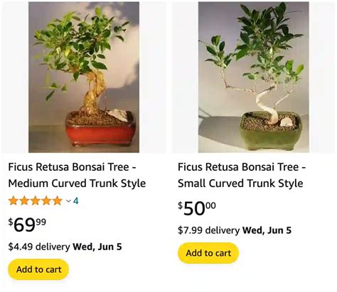 200 Ficus Varieties And Where To Buy Them