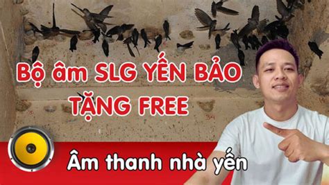 Trọn bộ âm thanh nhà yến SLG của Yến Bảo Ngoài Dẫn Ru