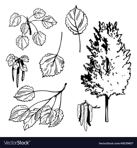 Aspen Tree Sketch Royalty Free Vector Image VectorStock