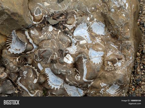 Fossilized Seashells Image And Photo Free Trial Bigstock